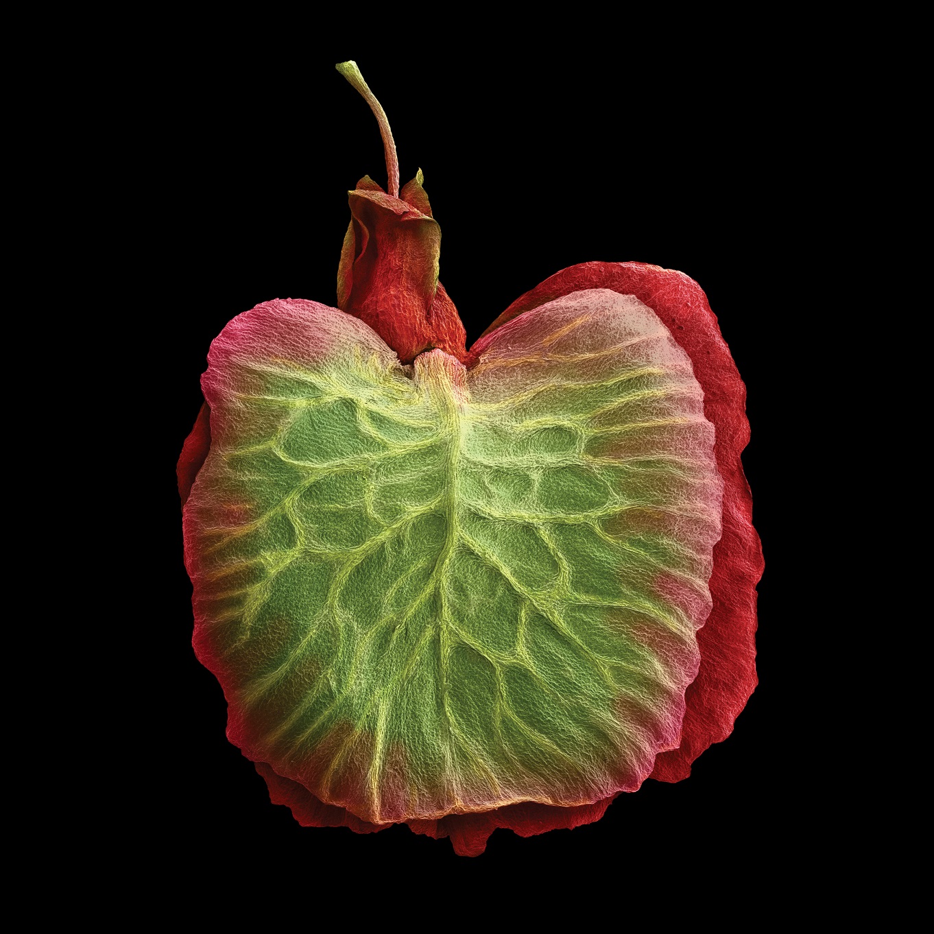 The Silent Language of Plants - hau.gr